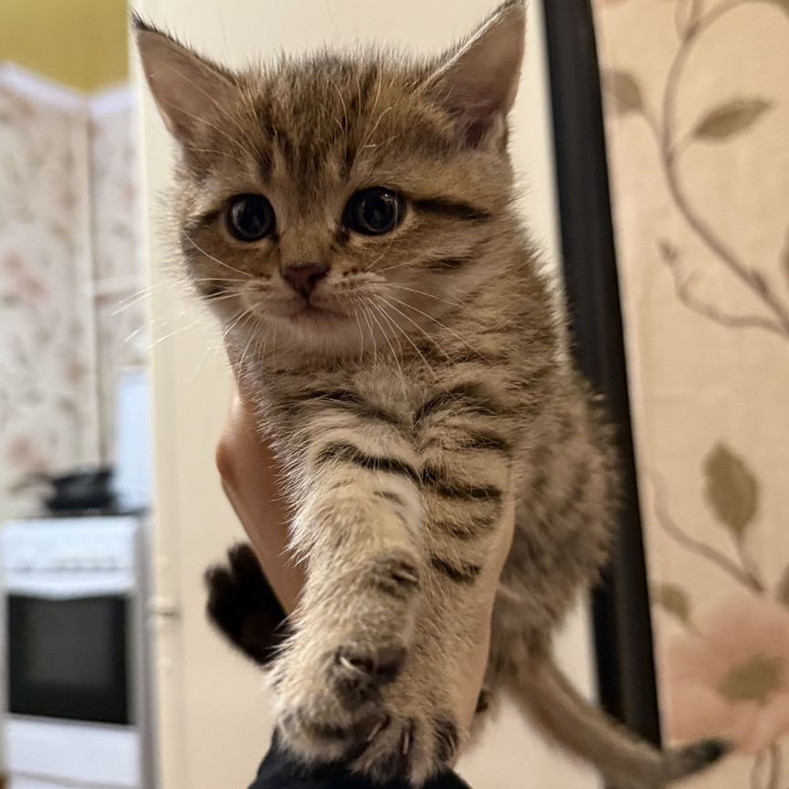 Котята в добрые руки бесплатно девочка