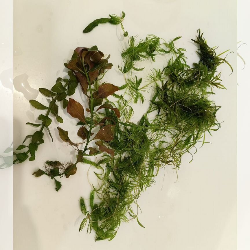 Растения для аквариума