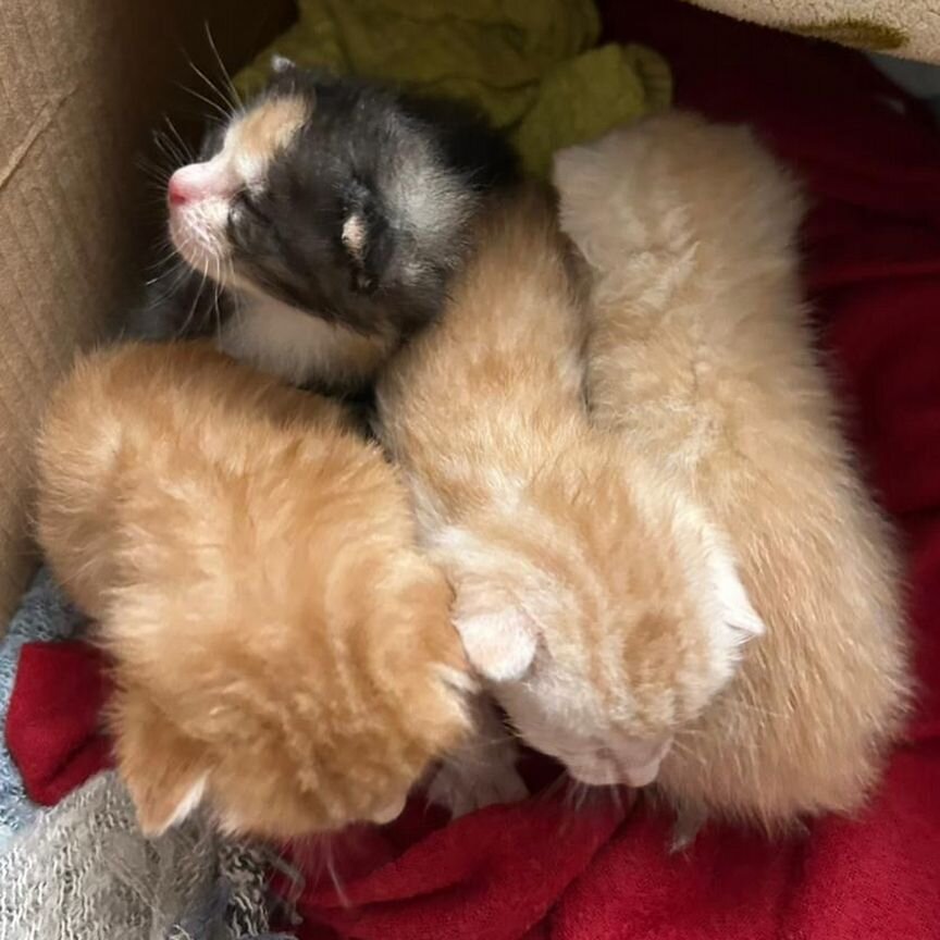 Котята в добрые руки бесплатно
