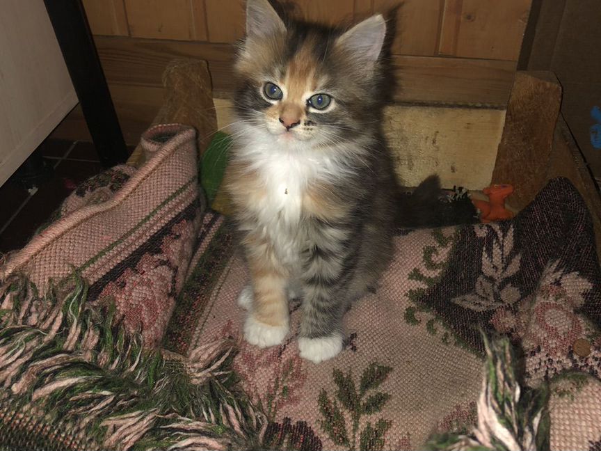 Котенок девочка