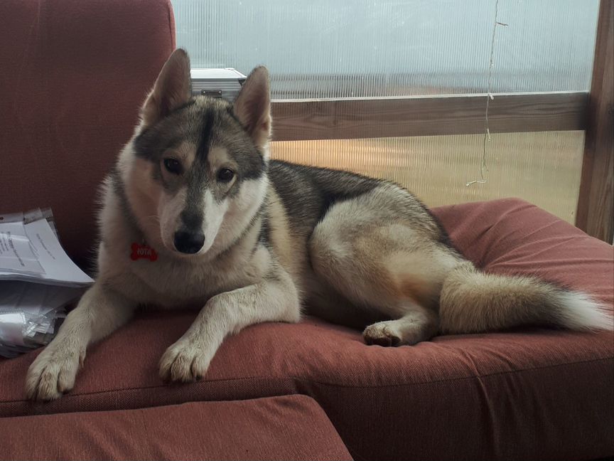 Отдам в добрые руки молодую девочку Хаски