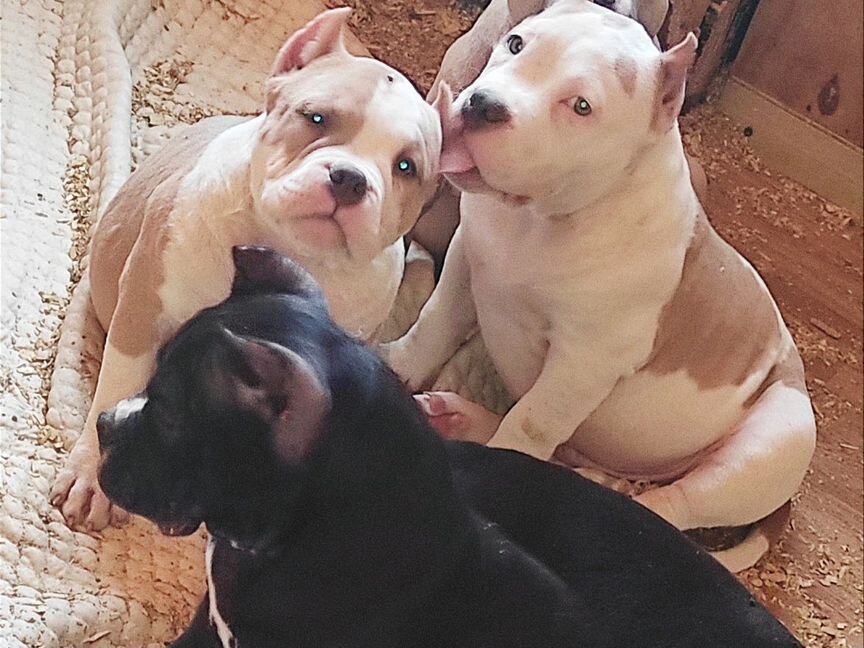 Американский булли. Дети подросли