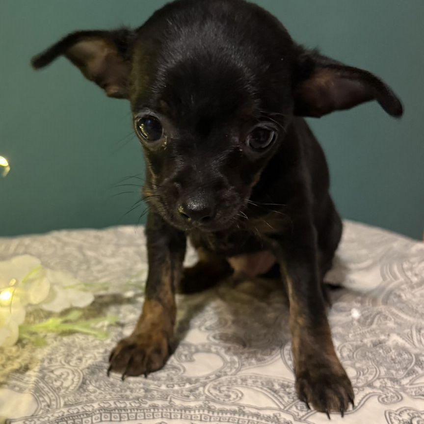 Русский той-терьер, щенок