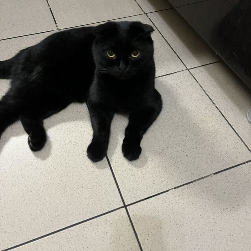 Котики бесплатно в добрые руки