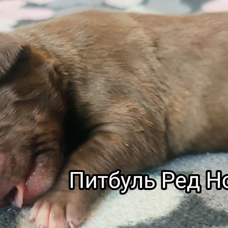 Щенки питбультерьера