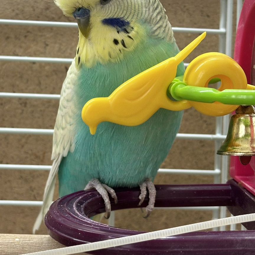 Попугай Ввп получех