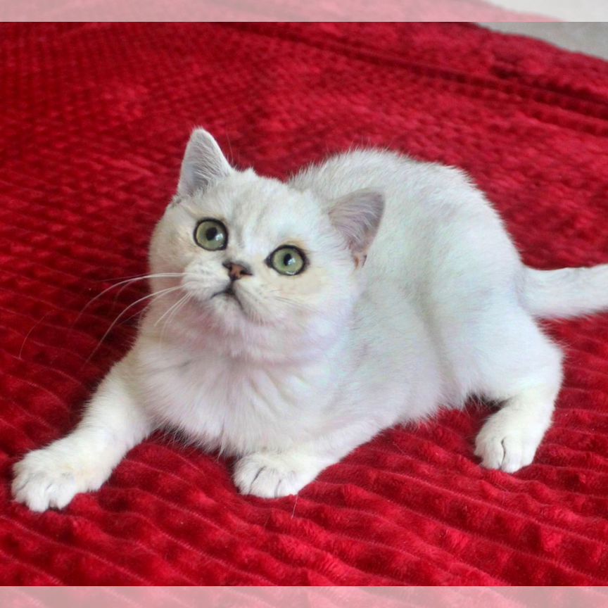 Само очарованье