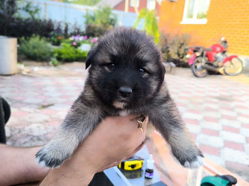 Щенки в добрые руки