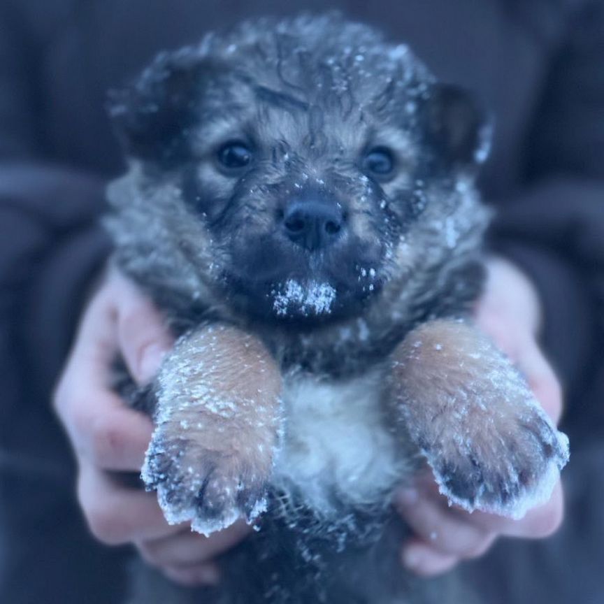 Щенок в добрые руки