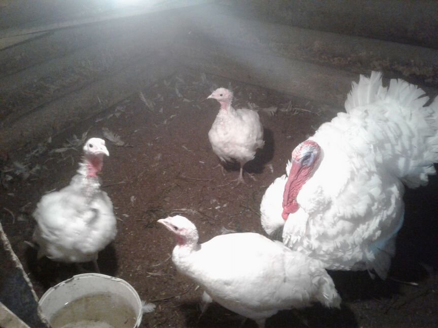 Индюк, индейки, индюшки