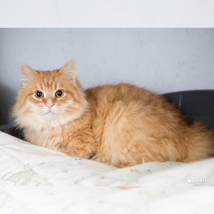 Котик Листик в добрые руки, в дар