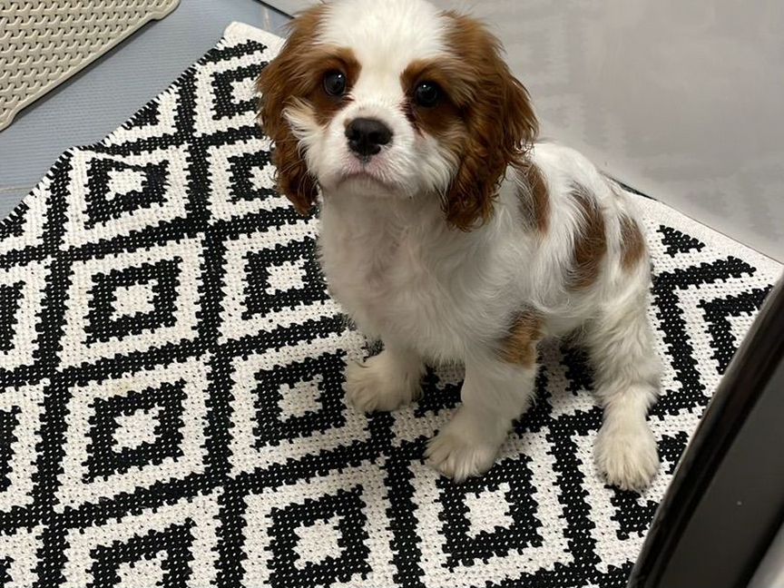 Щенок кавалер кинг чарльз спаниель