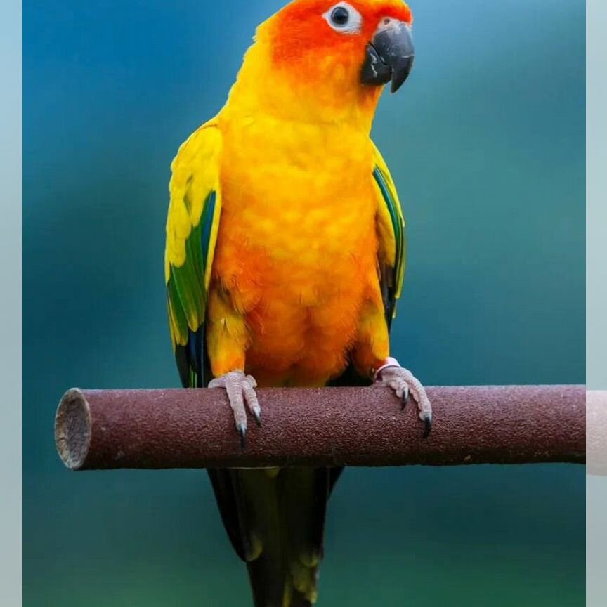 Попугай Аратинг