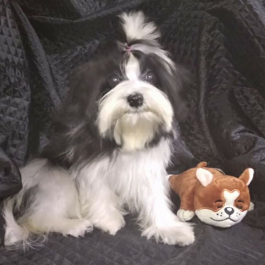 Тоша ждёт именно Вас