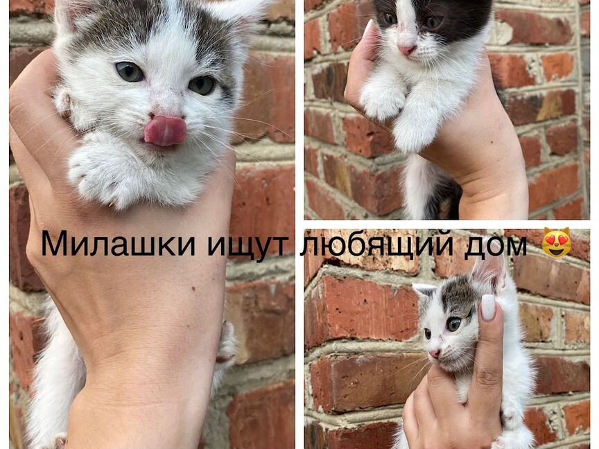 Котята
