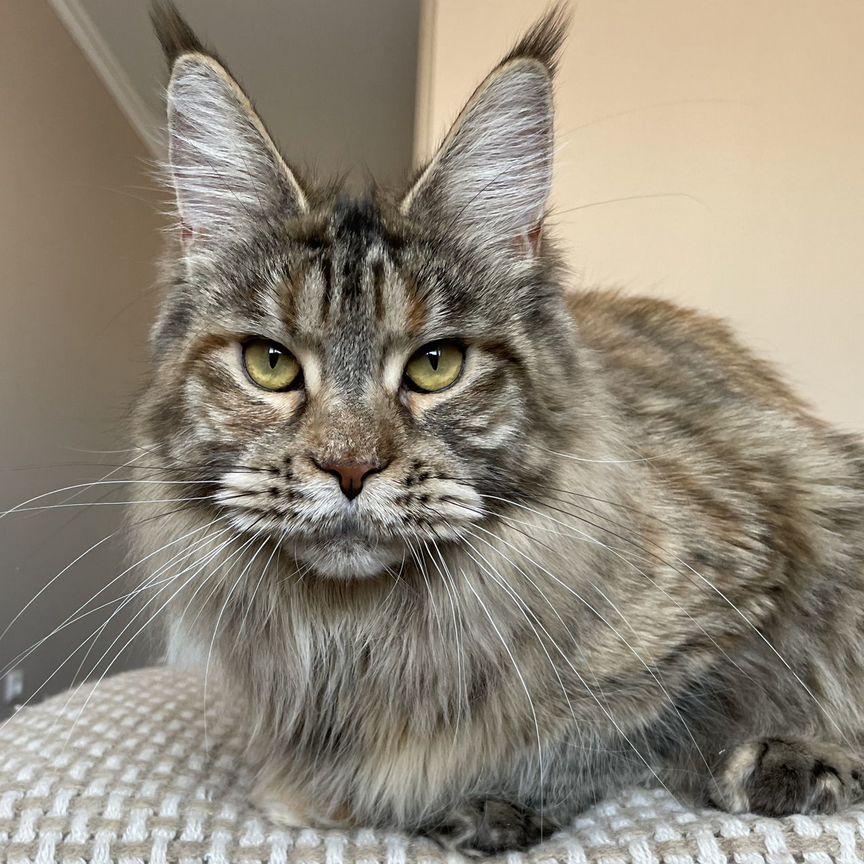 Мейн-кун, взрослая кошка