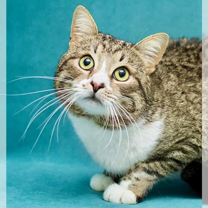 Взрослый кот в добрые руки