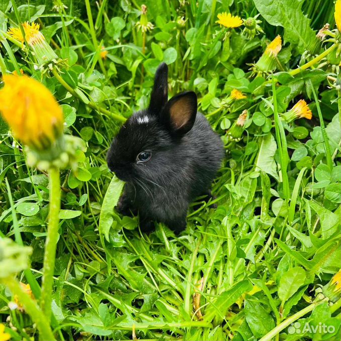 Карликовые цветные кролики
