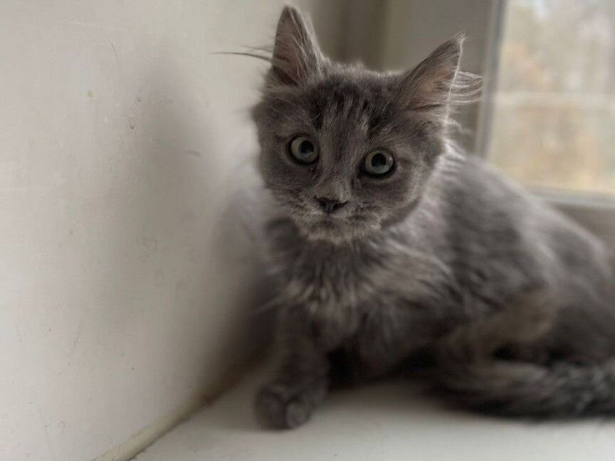 Котенок