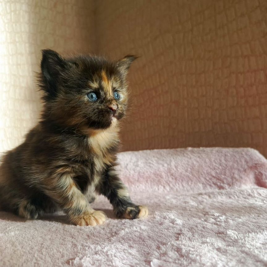 Мейн-кун котята девочки