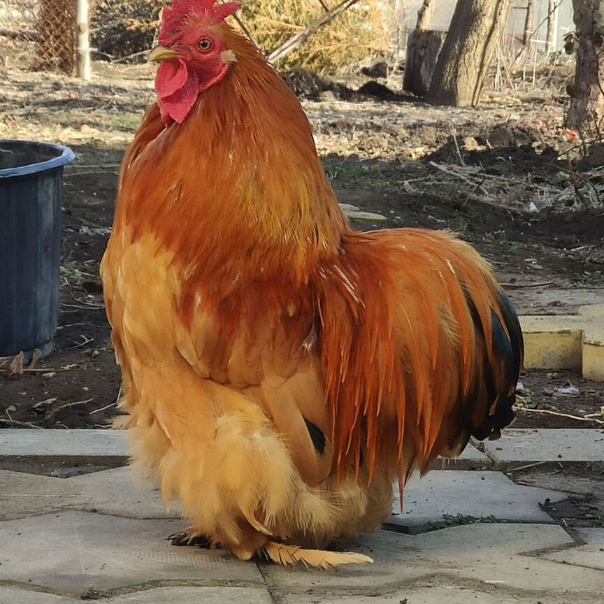 Петух карликовый Кохинхин