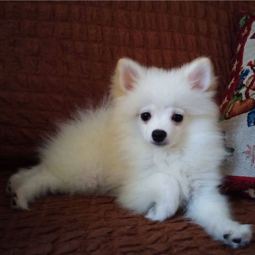 Немецкий шпиц