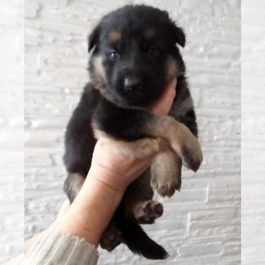 Немецкая овчарка