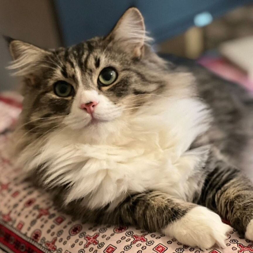 Сибирский котёнок