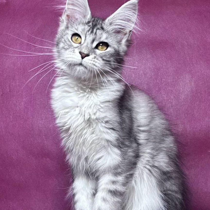 Котенок мейн кун