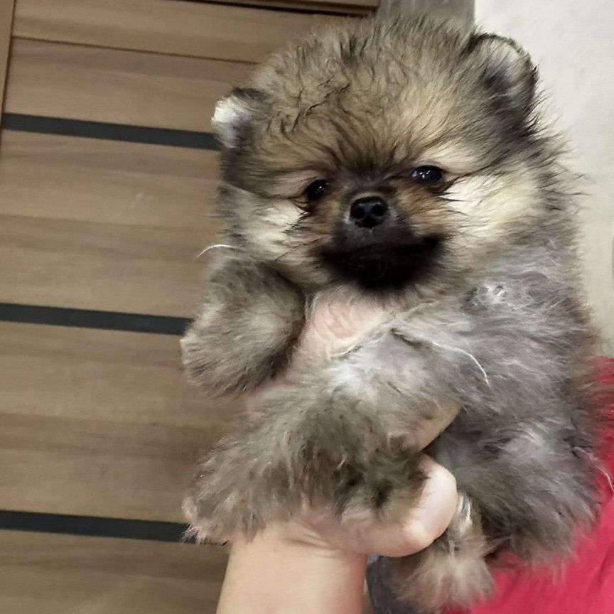 Померанский шпиц, щенок