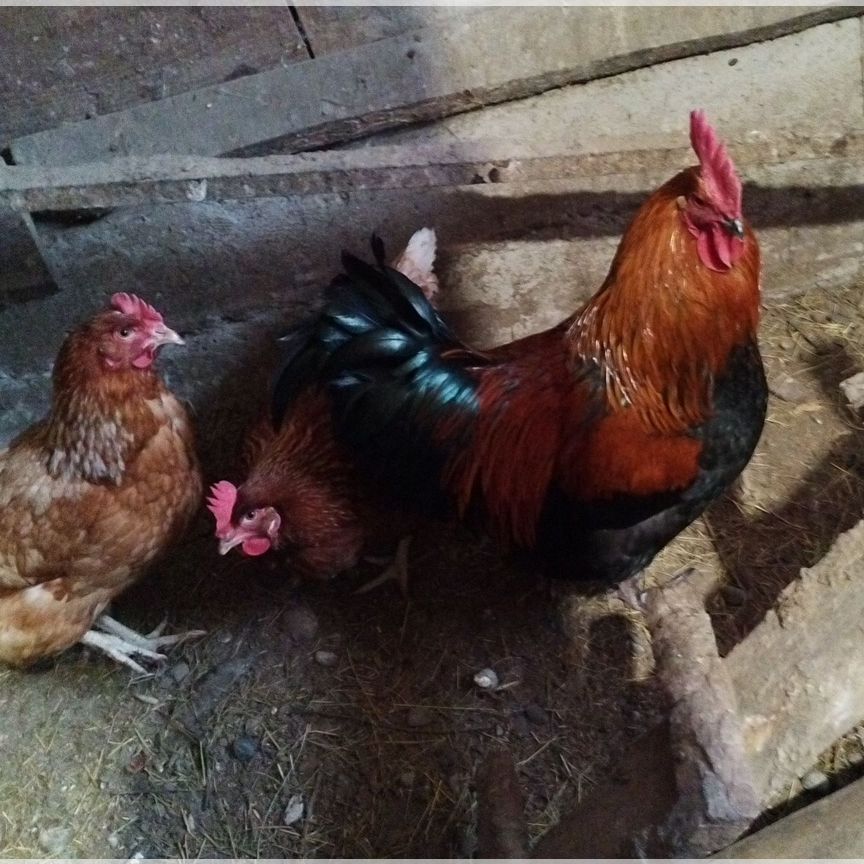Продам курочек десяти месячных