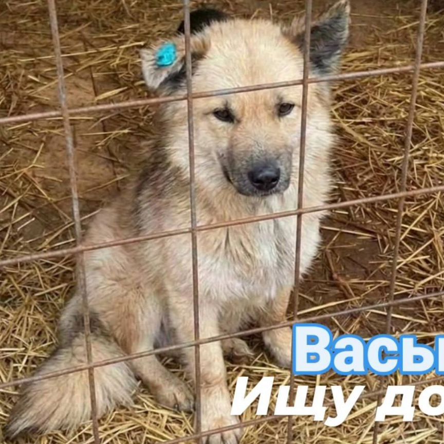 Щенок в добрые руки