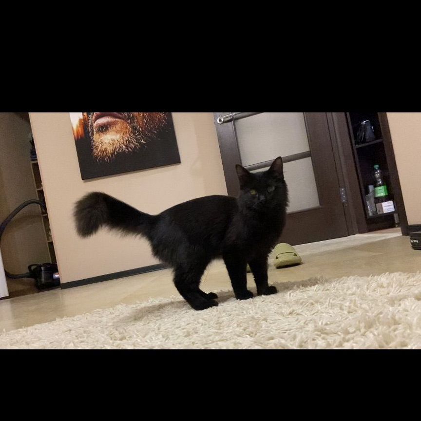 Кошечка потеряшка