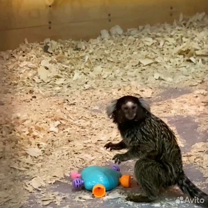 Маленькая обезьянка