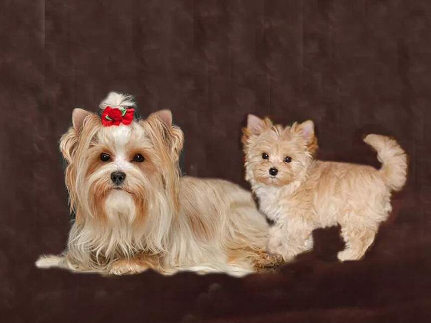 Щеночки йоркширского терьера