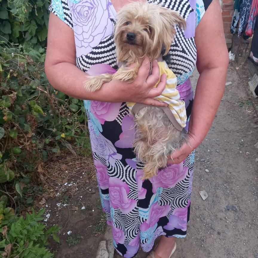 Йоркширский терьер