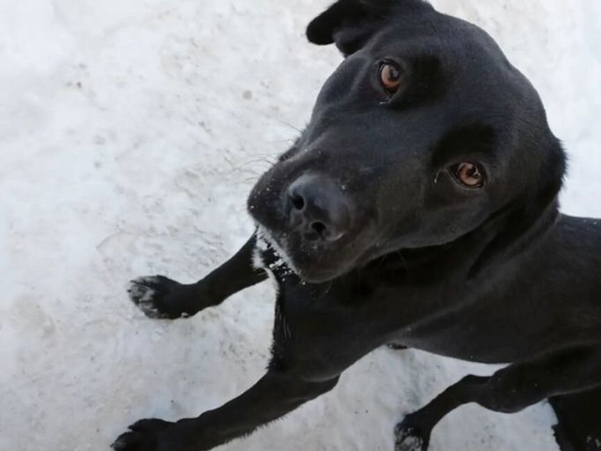 Уличный пёс в большой беде. Нужен дом