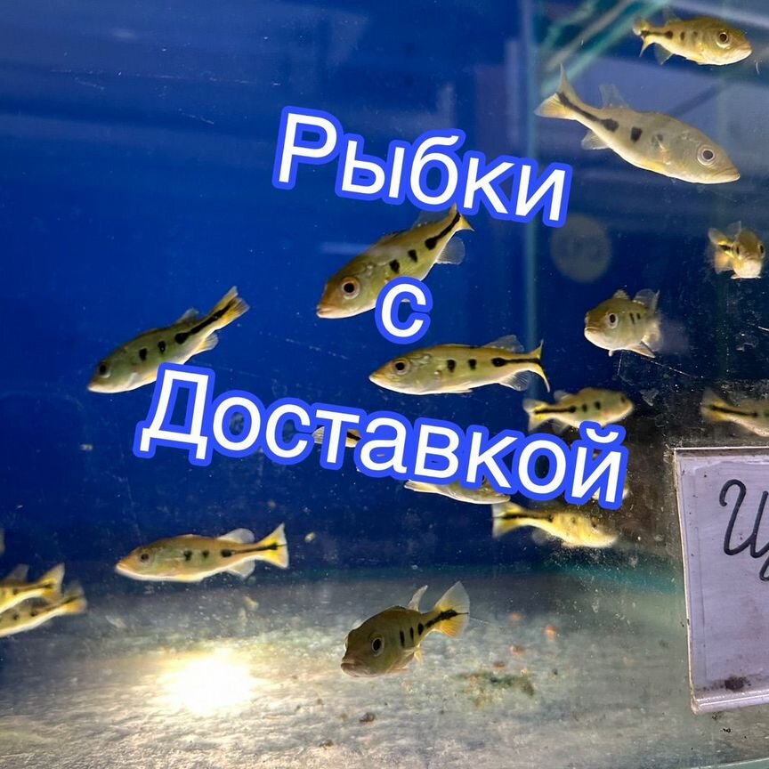 Аквариумная рыба оптом и в розницу