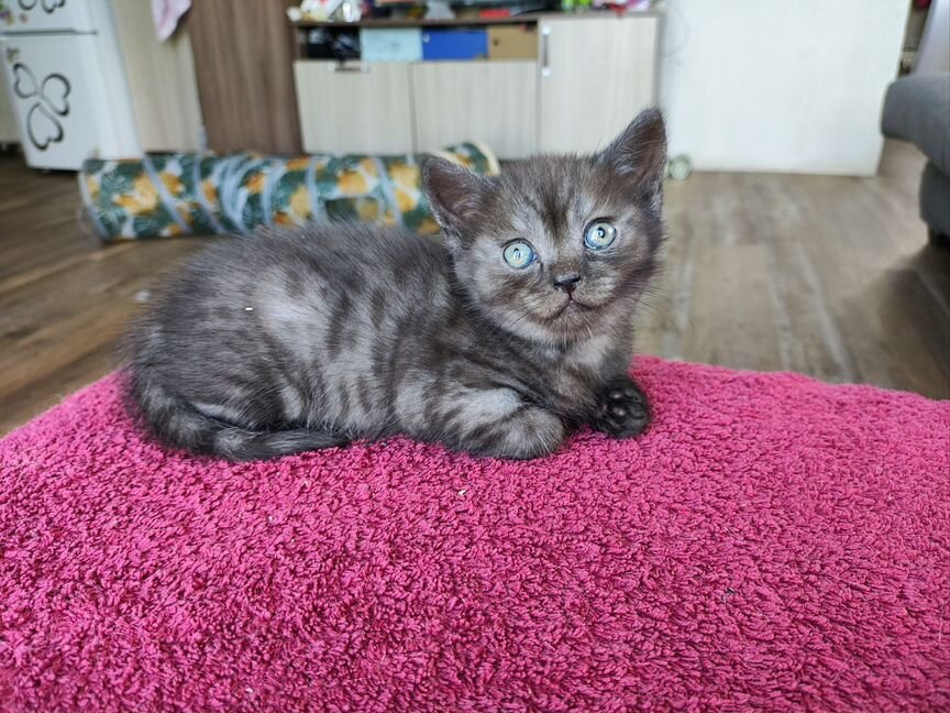 Кошка