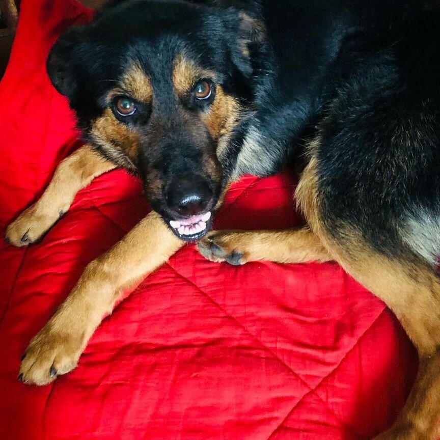 Немецкая овчарка помесь ищет дом