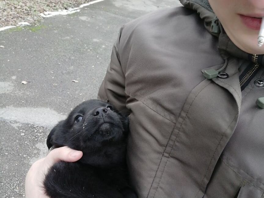 Щенки на охрану, бесплатно