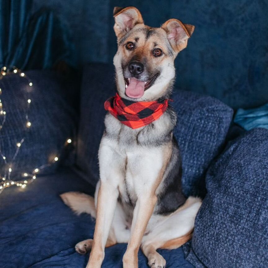 Собака в добрые руки отдам бесплатно