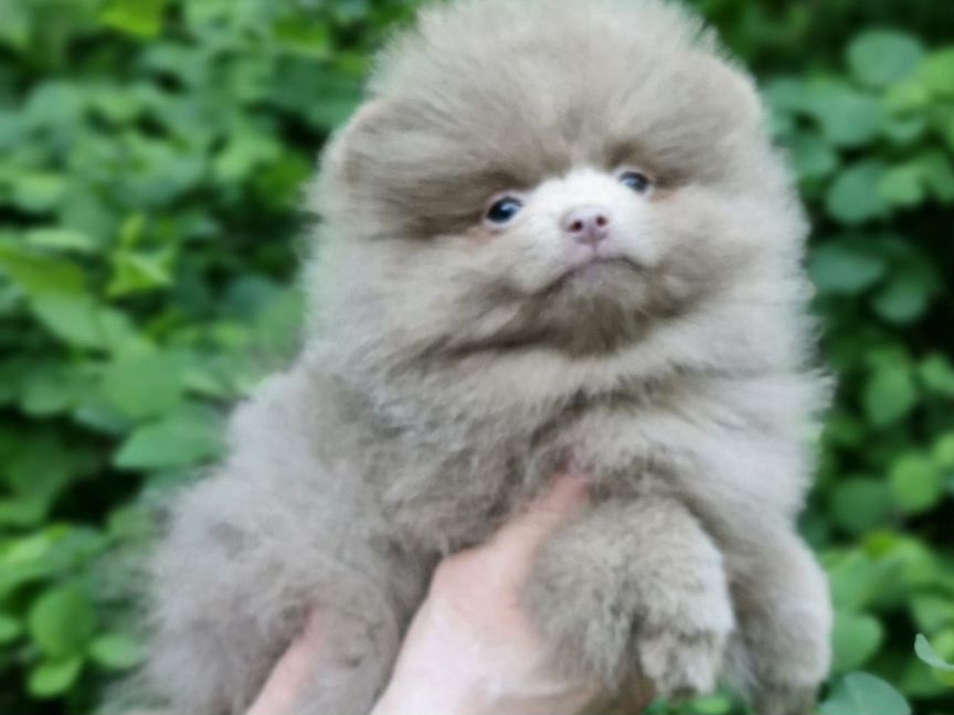 Продажа щенки померанмкого шпица