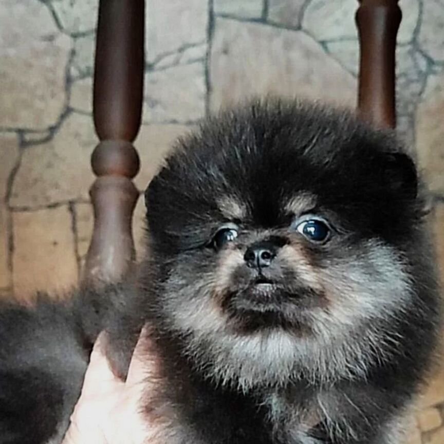 Померанский шпиц, щенок