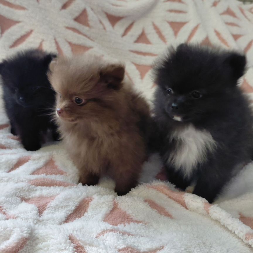 Померанский шпиц, щенок