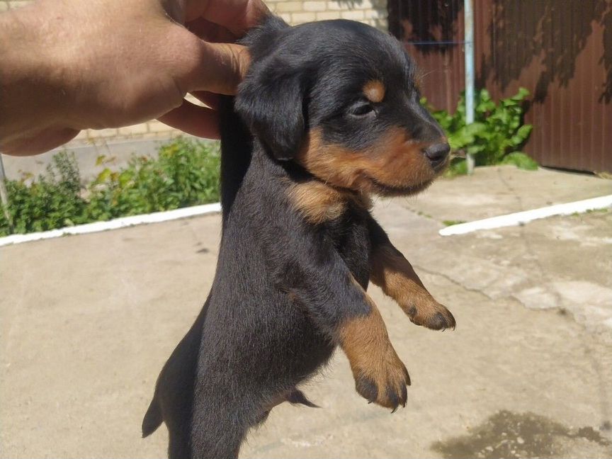 Щенки ягдтерьера