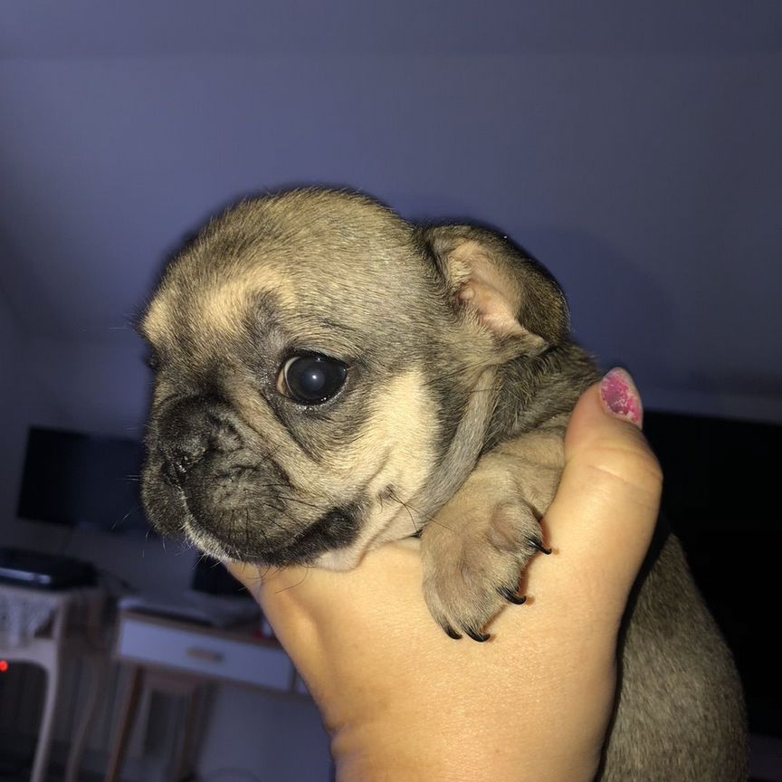 Милый подарок