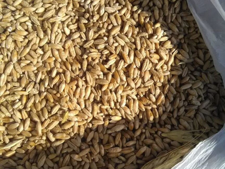 Зерно пшеница ячмень