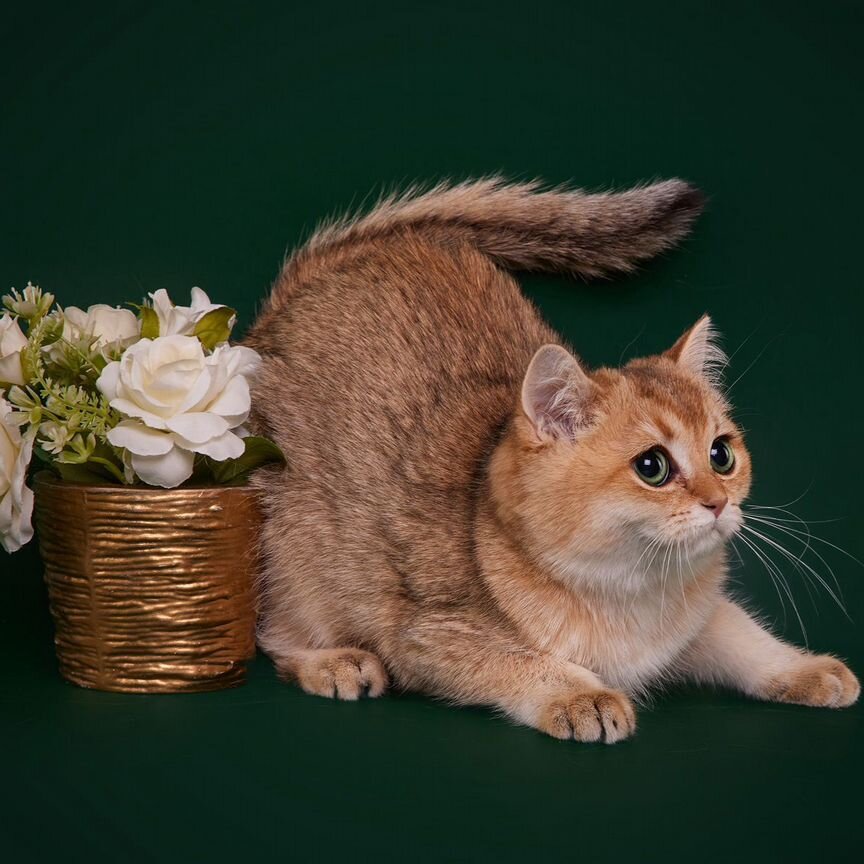 Британские котята