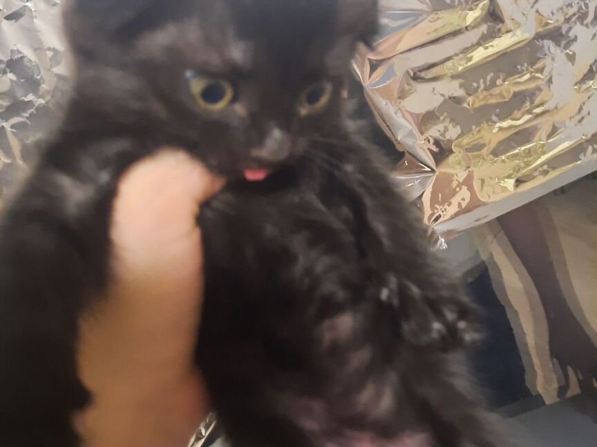 Котёнок в добрые руки